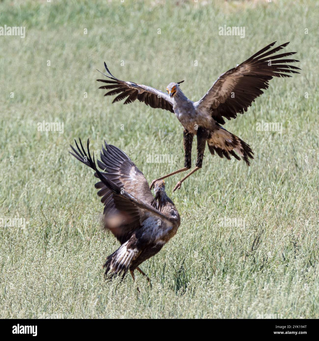 South Africa, Botswana, Kgalagadi Transfrontier Park, Secretary Bird ...
