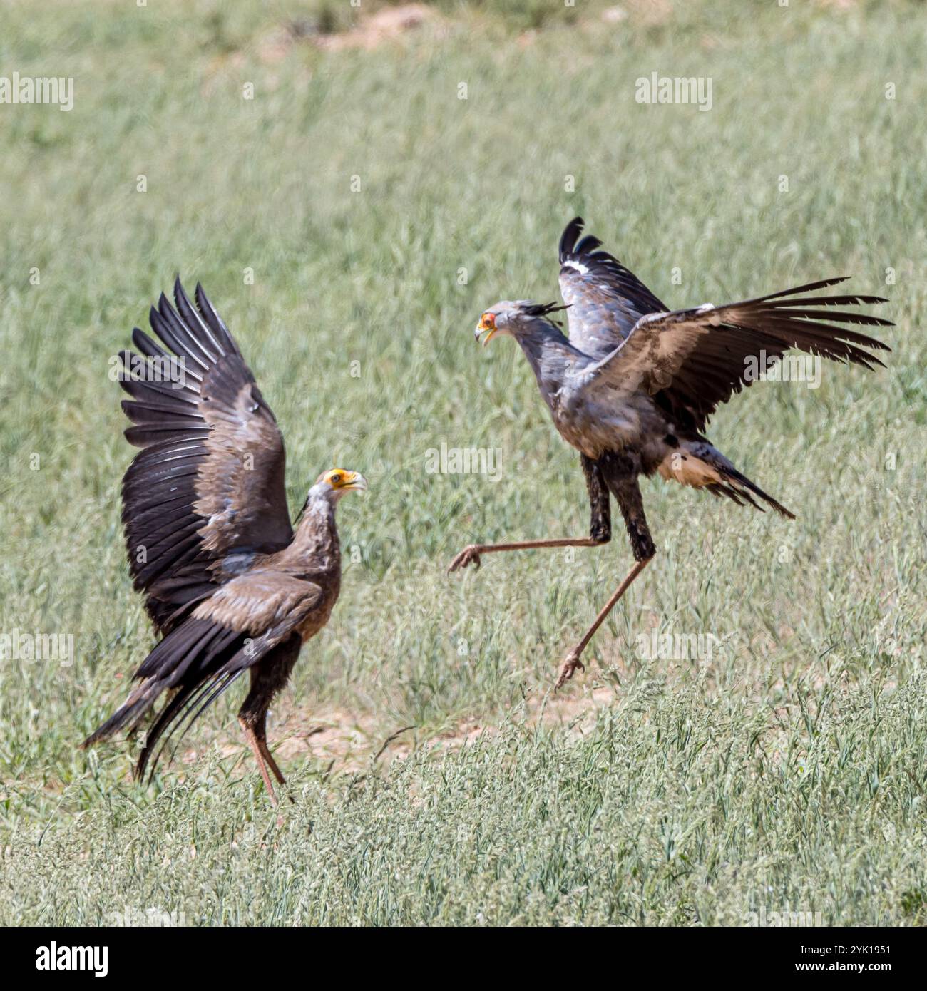 South Africa, Botswana, Kgalagadi Transfrontier Park, Secretary Bird ...