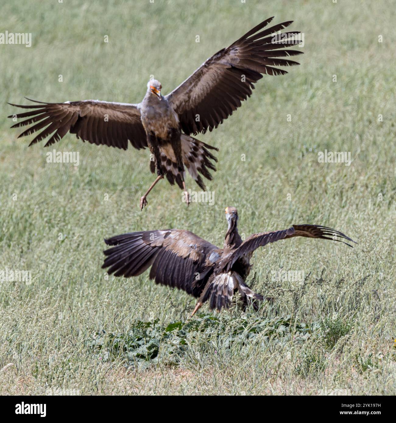 South Africa, Botswana, Kgalagadi Transfrontier Park, Secretary Bird ...
