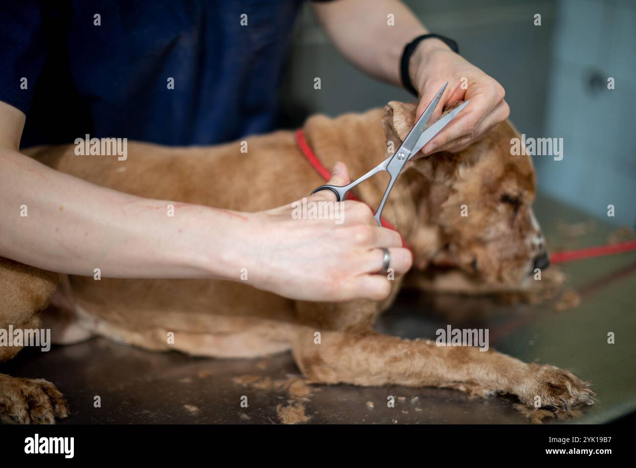 Enjoy a Professional Dog Grooming Session at Your Local Veterinary ...