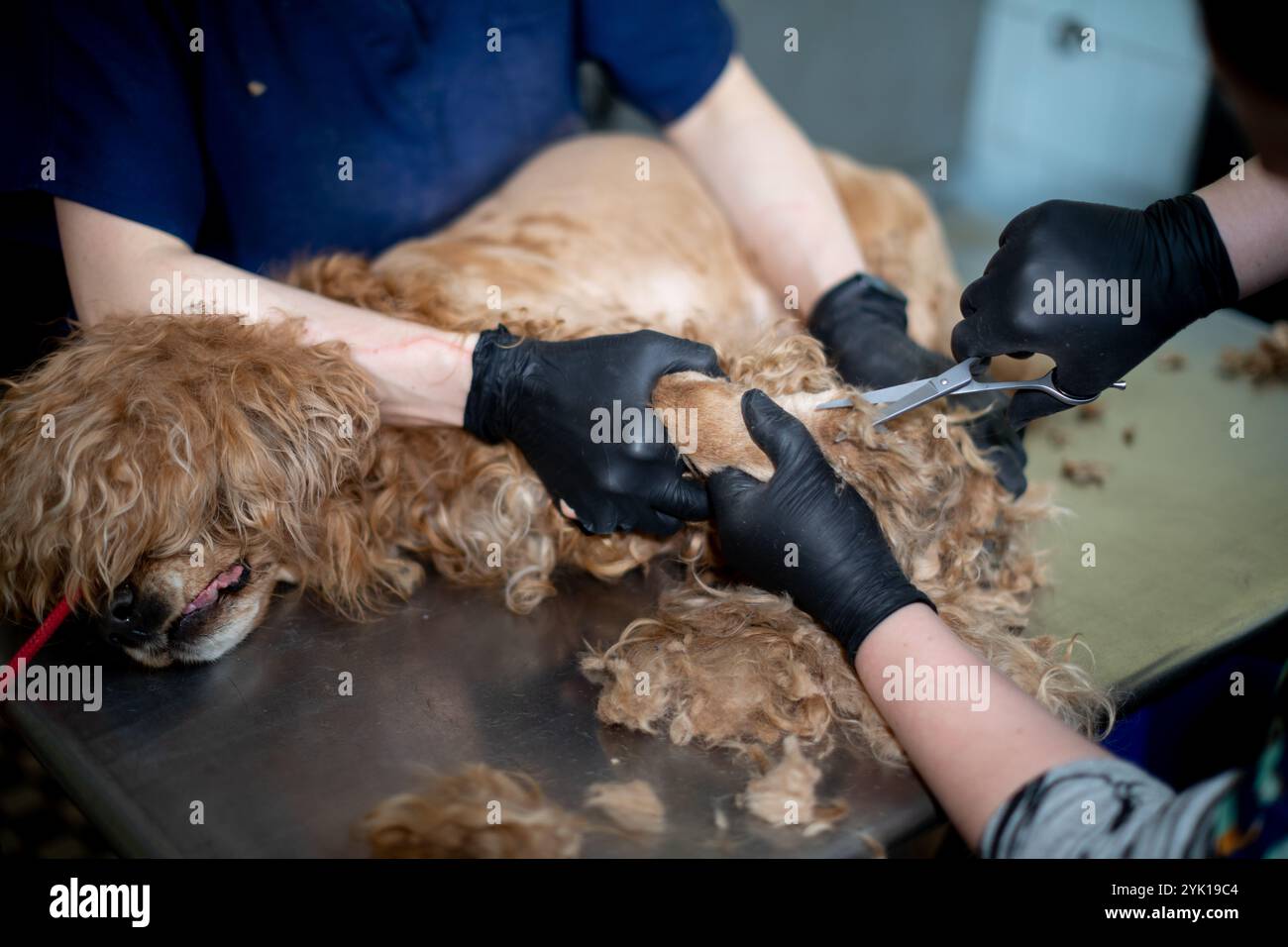 Grooming a Dog Professional Styling Work is Currently in Progress for ...