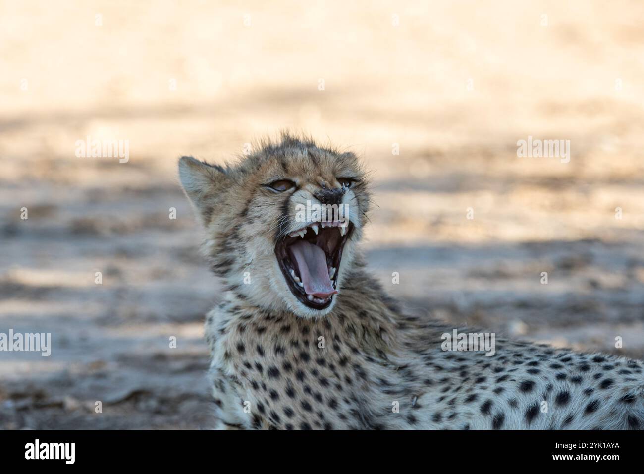 South Africa, Botswana, Kgalagadi Transfrontier Park, Cheetah (Acinonyx ...