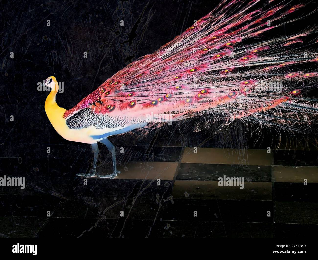 Creative poster with colourful peacock showing open tail with pink ...