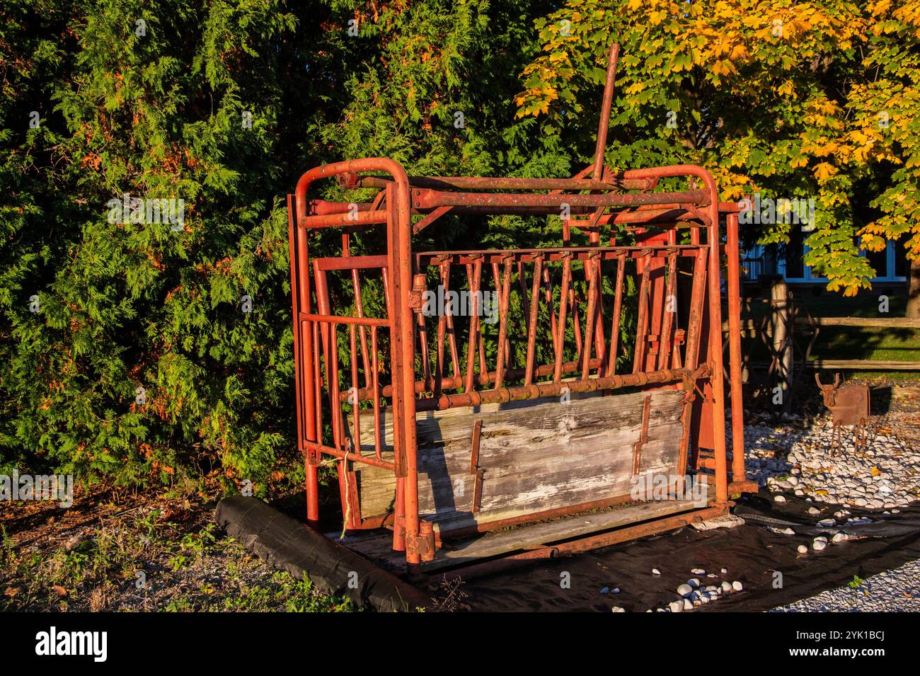 Livestock crush and cow sculpture in a garden in Tilbury, Ontario ...