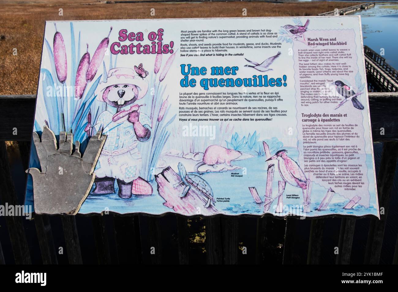 Information sign on cattails on the Marsh Board Walk viewing platform ...