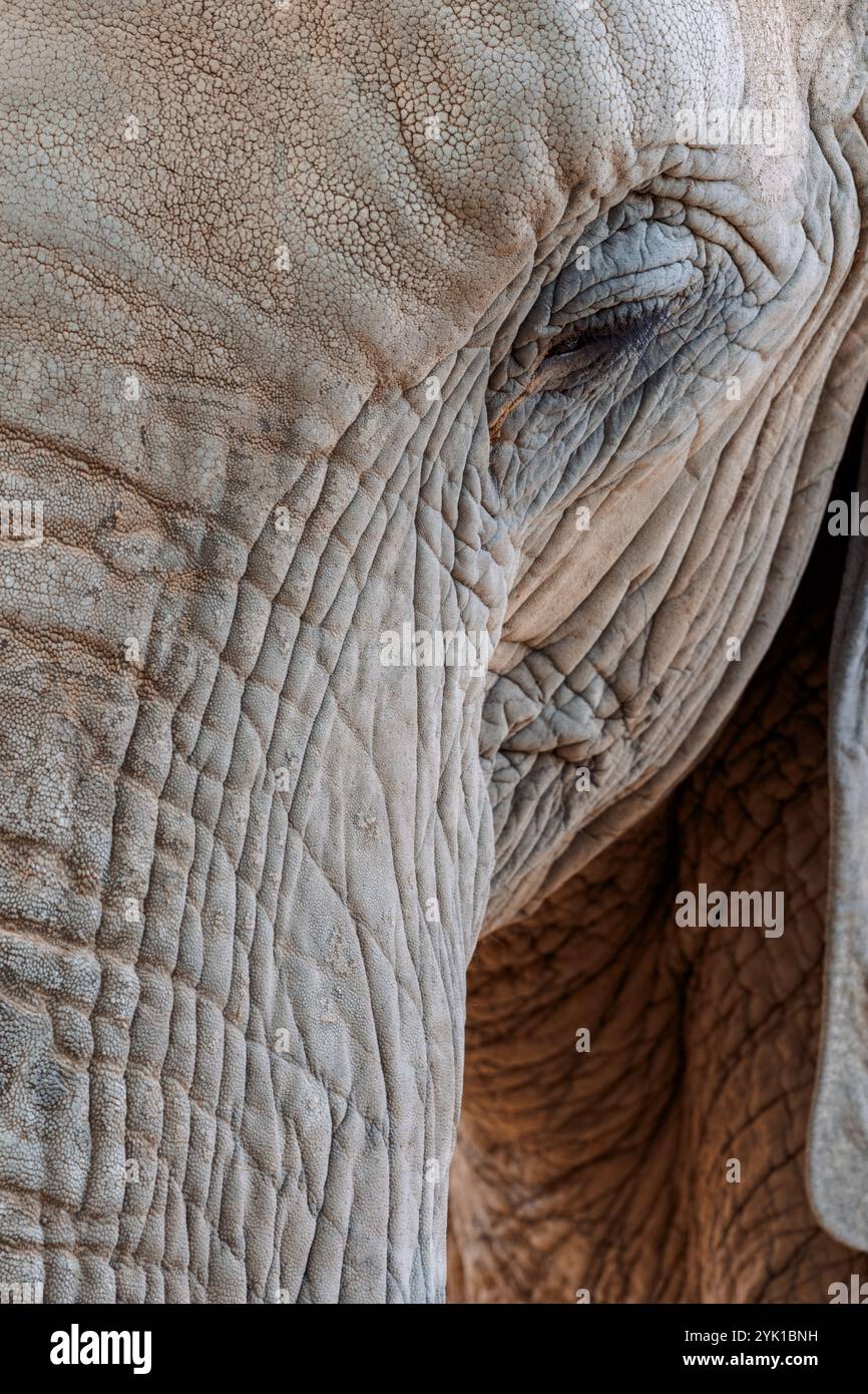 Detailed view of elephant face Stock Photo - Alamy