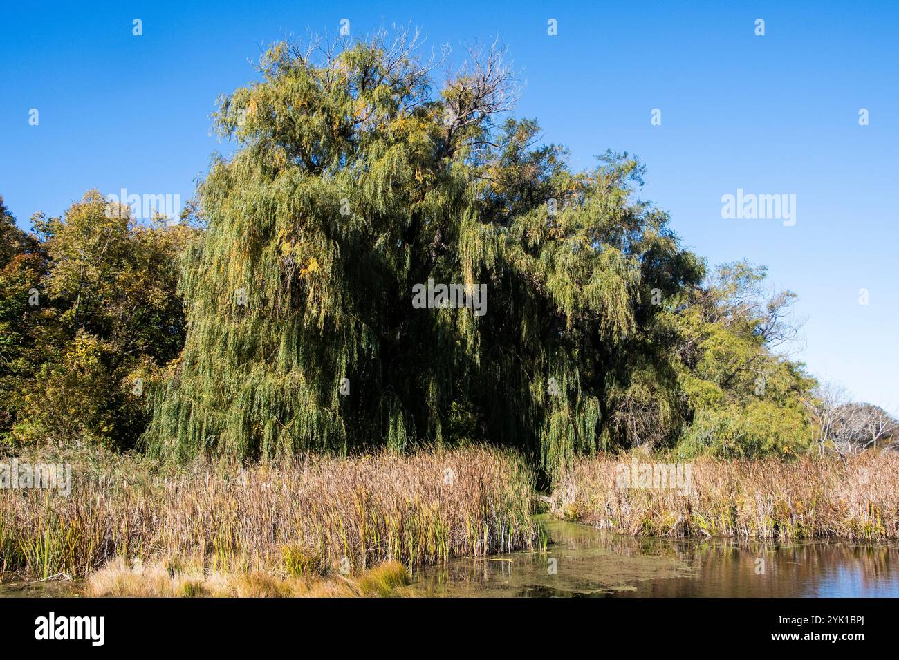 Weeping willow tree at the Marsh Board Walk at Point Pelee National ...