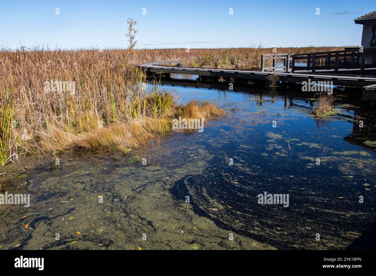 Marsh Board Walk at Point Pelee National Park in Leamington, Ontario ...