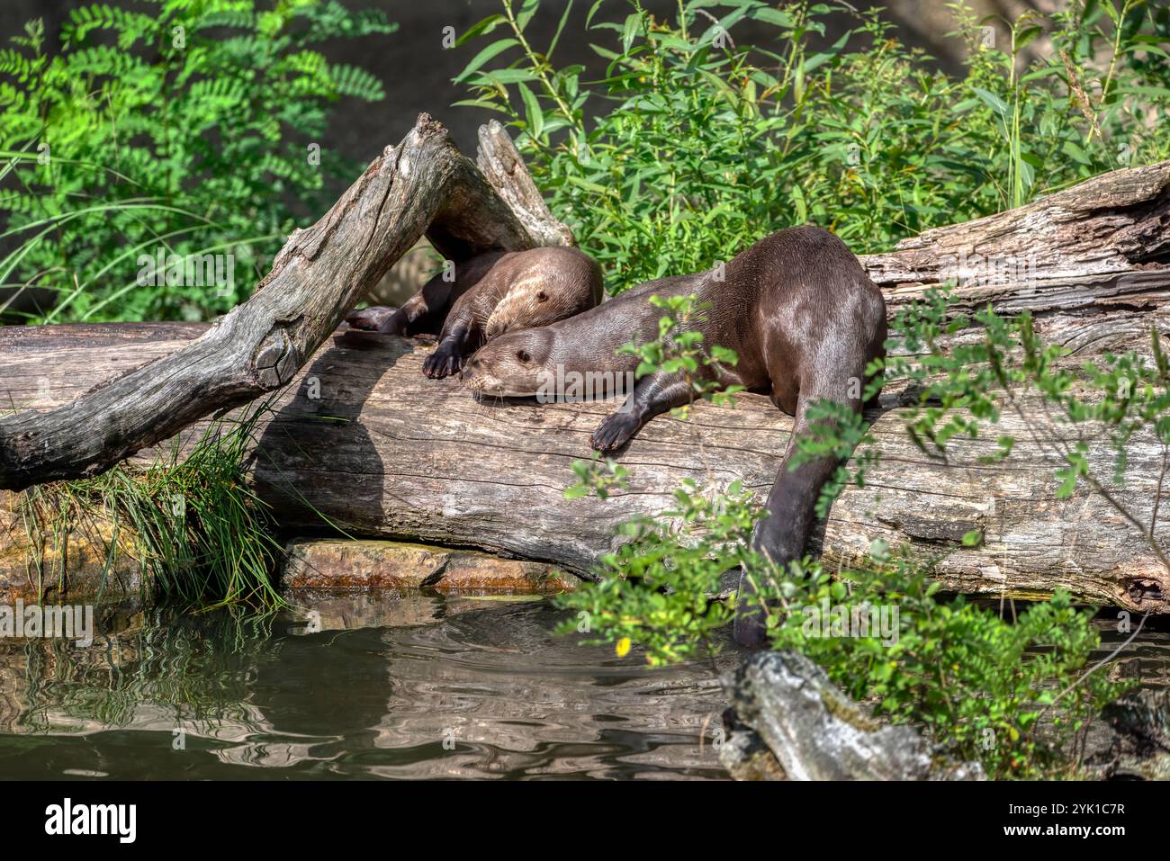 Two black otters play, beautifully showcased that enhances the ...