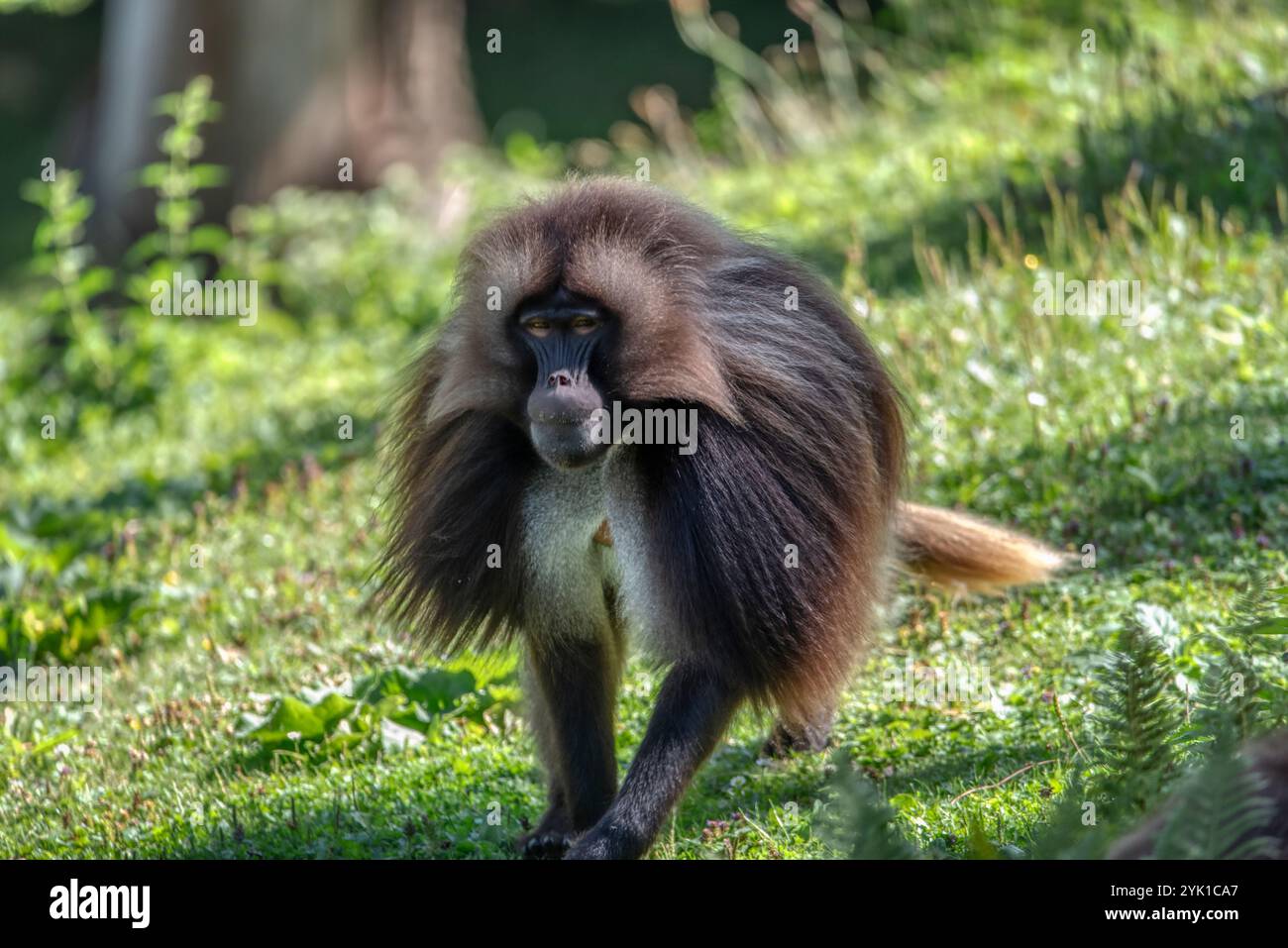 Gelada baboon, Theropithecus gelada. Hairy, endemic terrestrial primate ...
