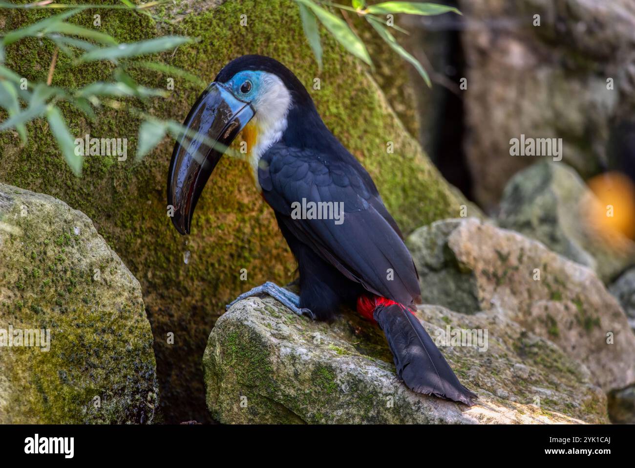 Toucan behavior hi-res stock photography and images - Alamy