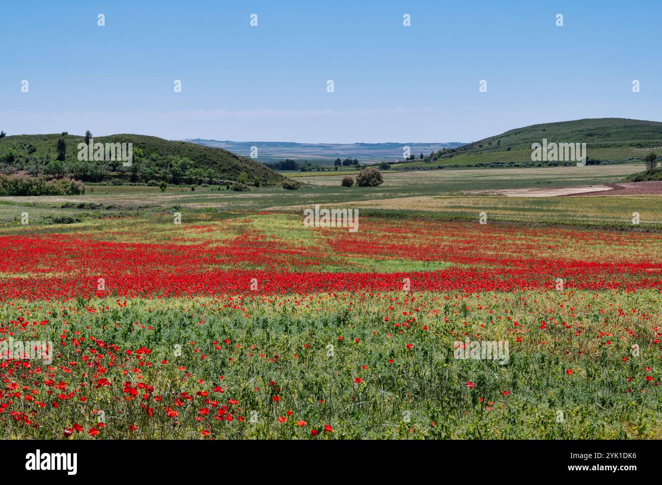 Field poppies blooming meadow flowers hi-res stock photography and ...