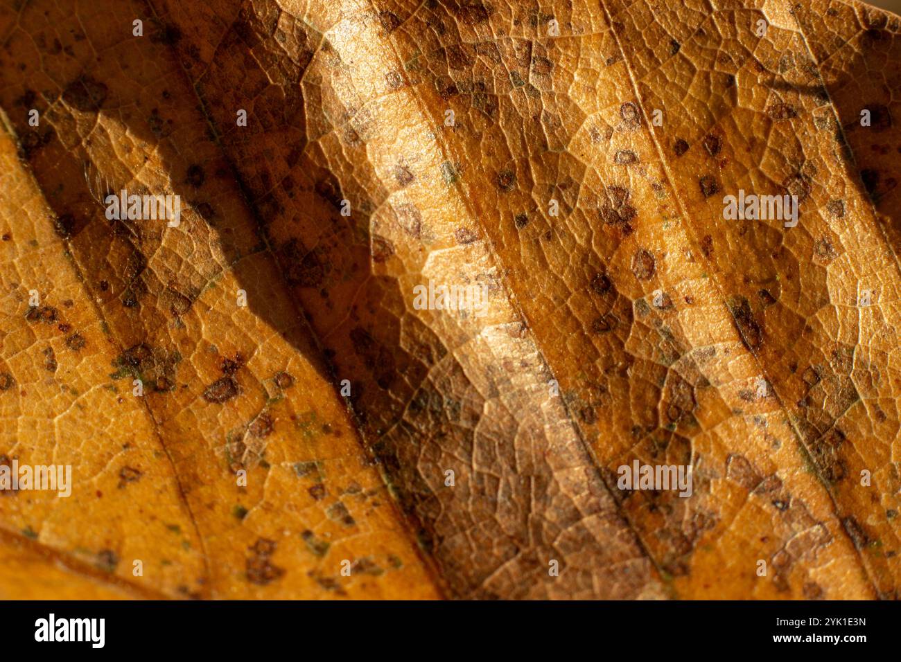 Close up textures hi-res stock photography and images - Alamy