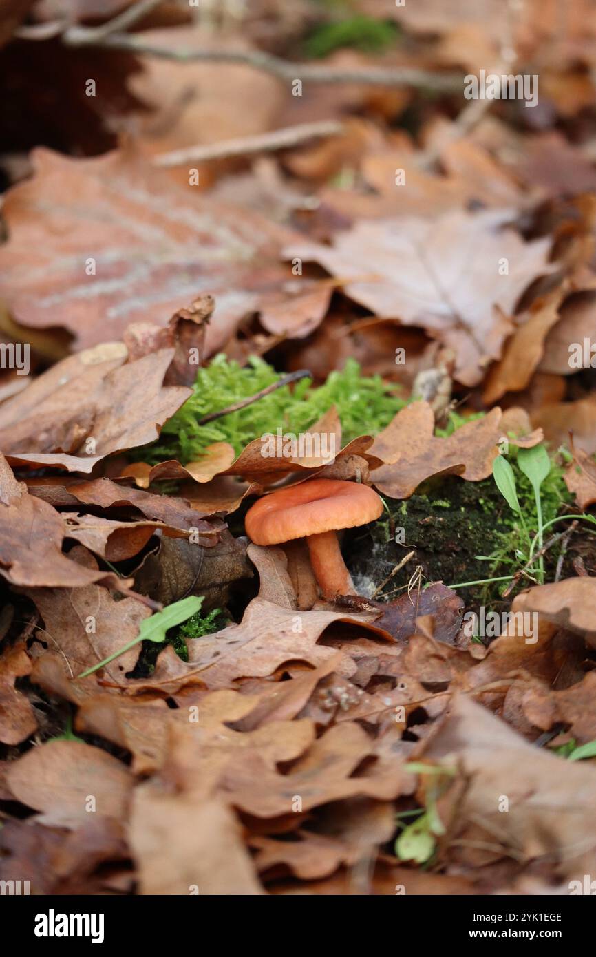 one Candy cap in Foliage Stock Photo - Alamy