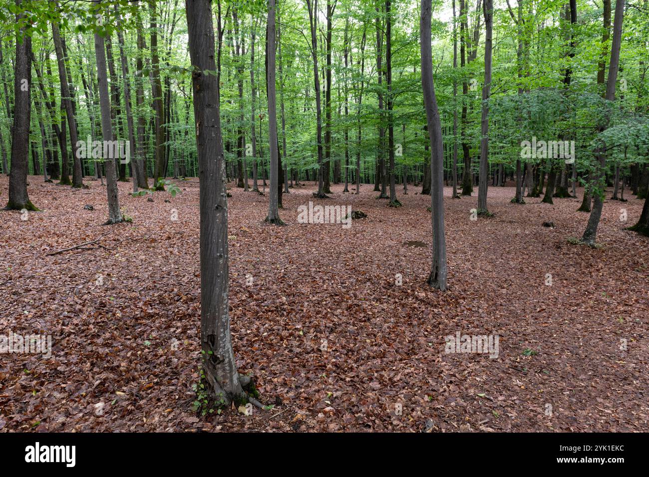 Showcasing tall trees hi-res stock photography and images - Alamy