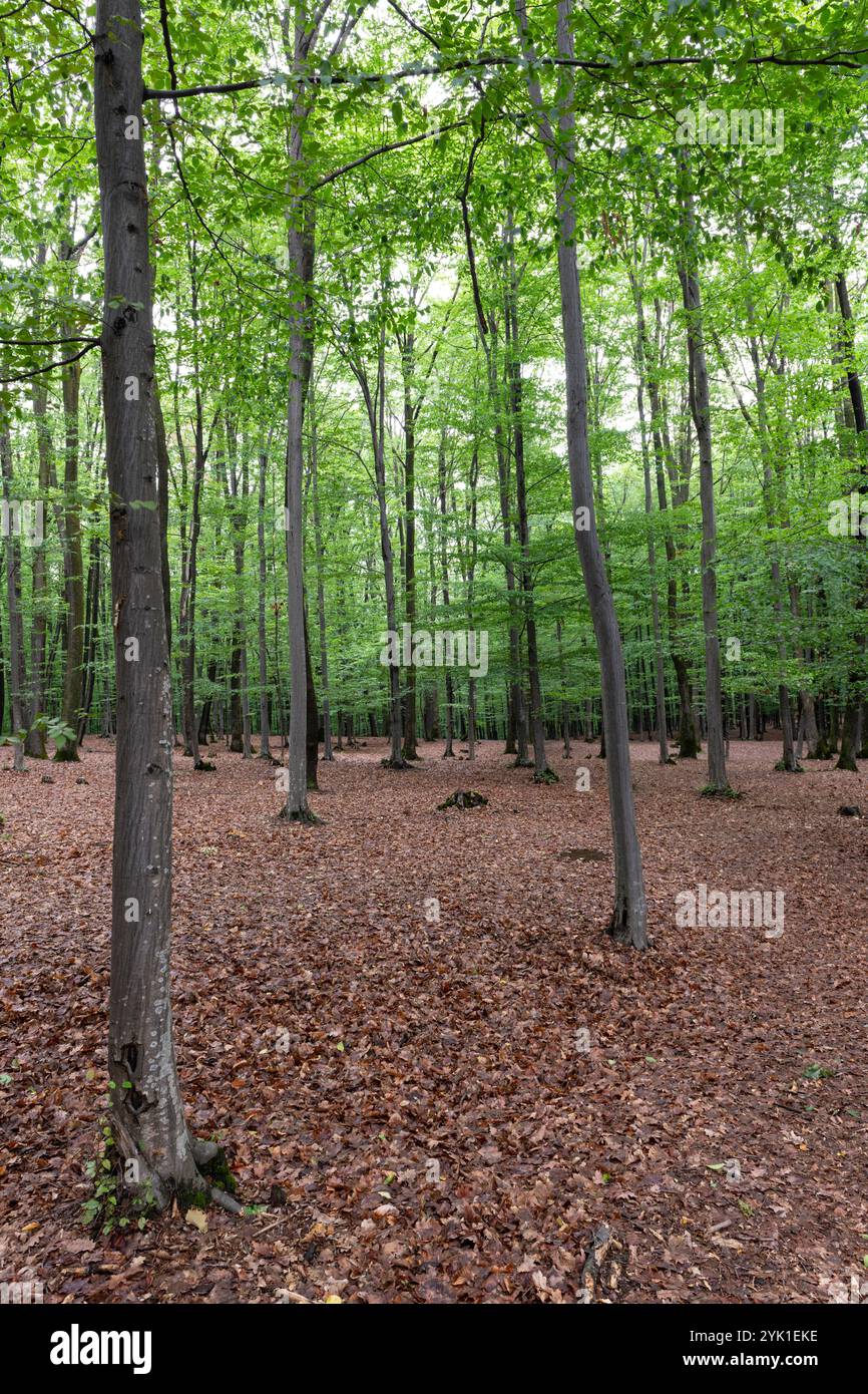 Untouched serene hi-res stock photography and images - Alamy