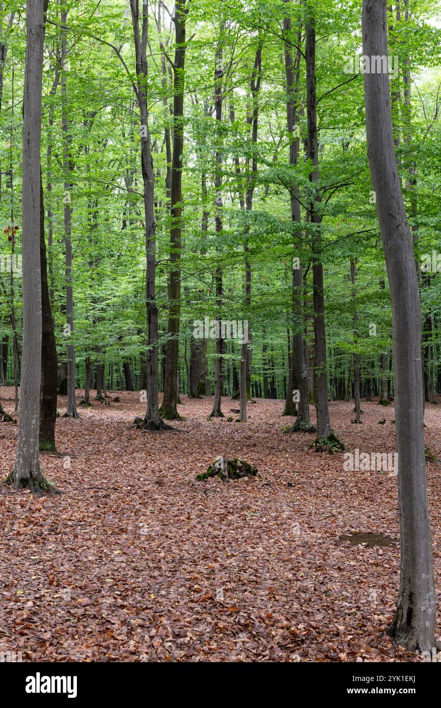 Dense woodland with tall tree trunks hi-res stock photography and ...