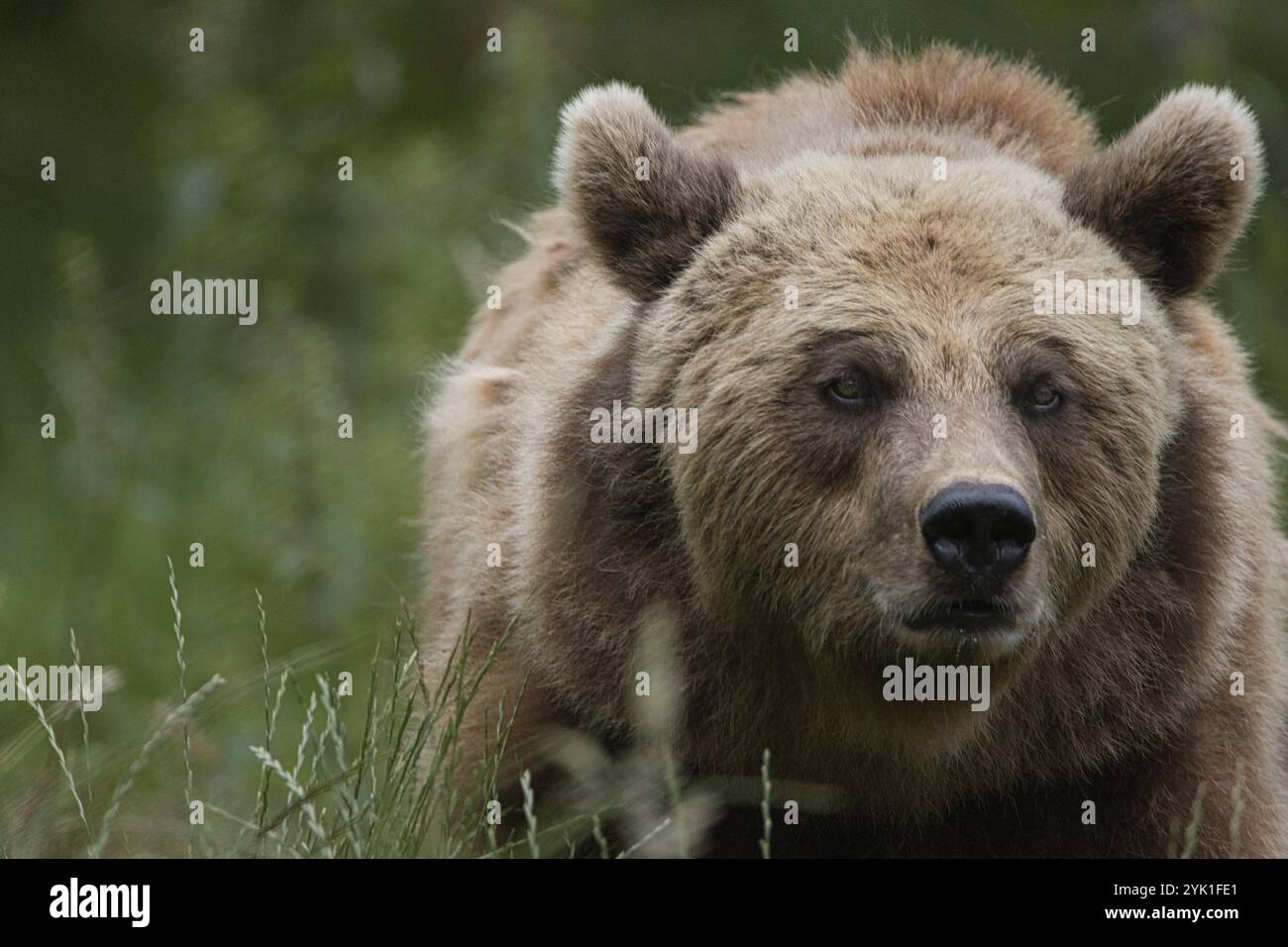 Brown bear (Ursus arctos) Bears are often seen as powerful and majestic ...