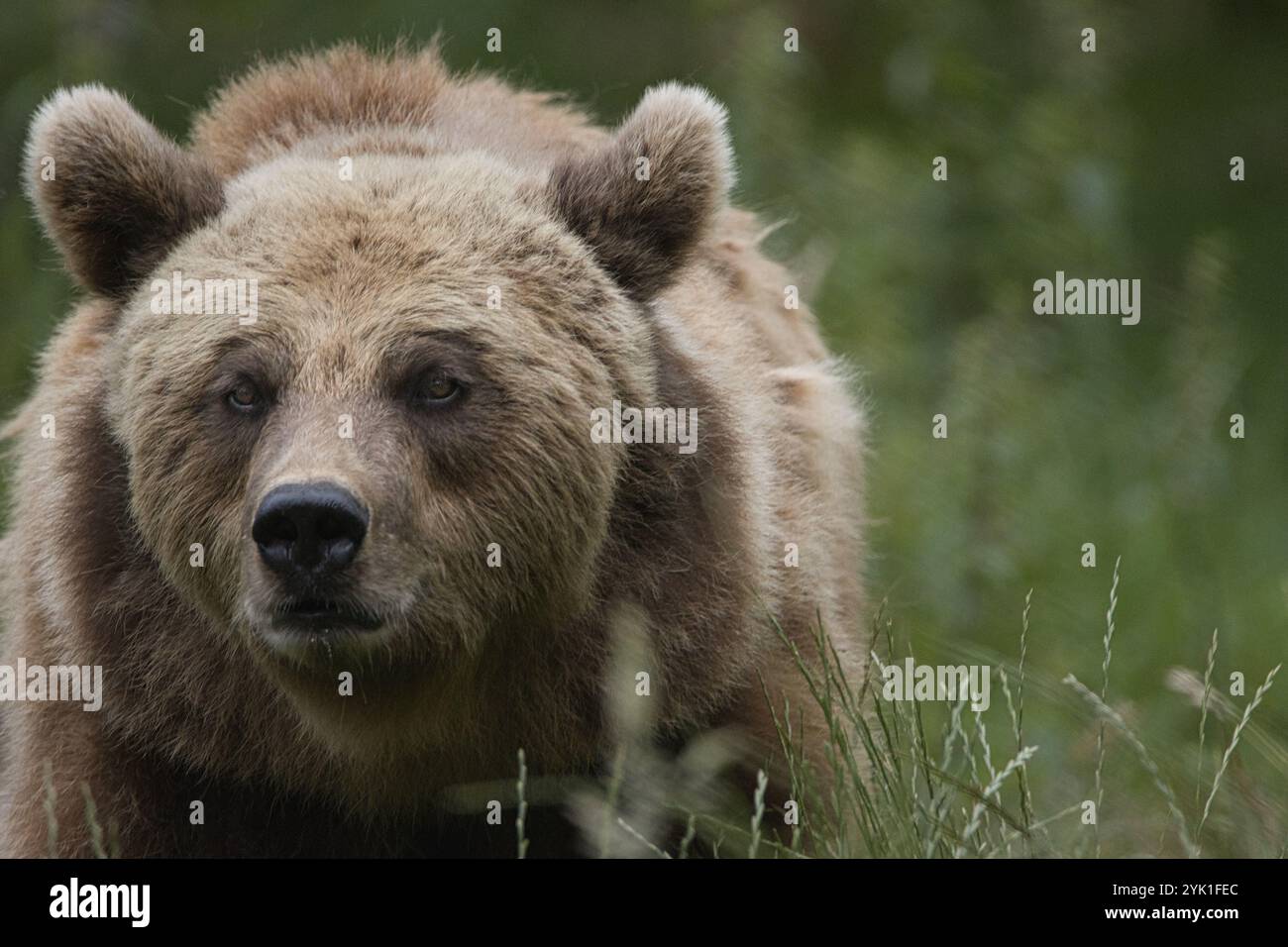 Brown bear (Ursus arctos) Bears are often seen as powerful and majestic ...