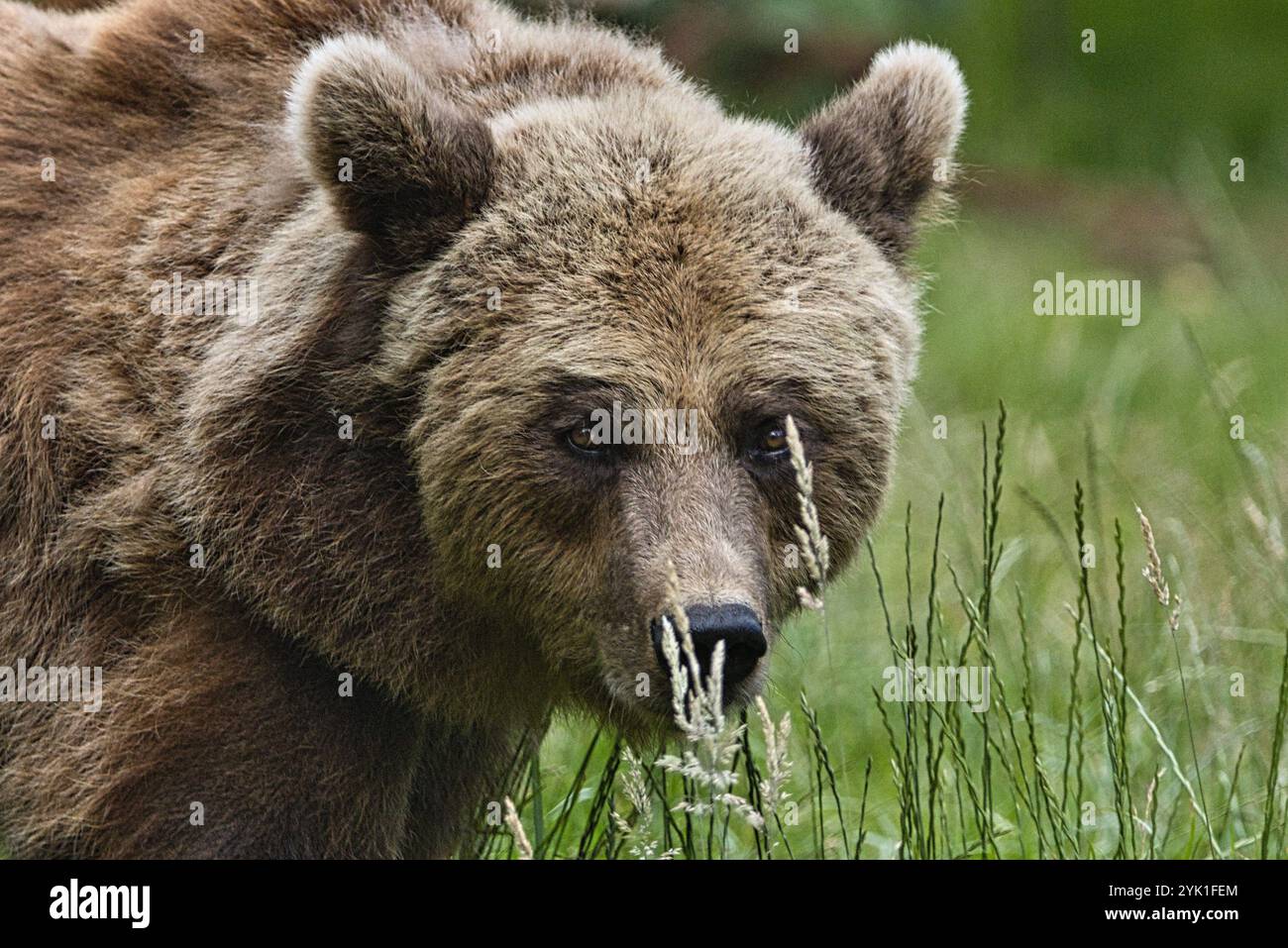 Brown bear (Ursus arctos) Bears are often seen as powerful and majestic ...