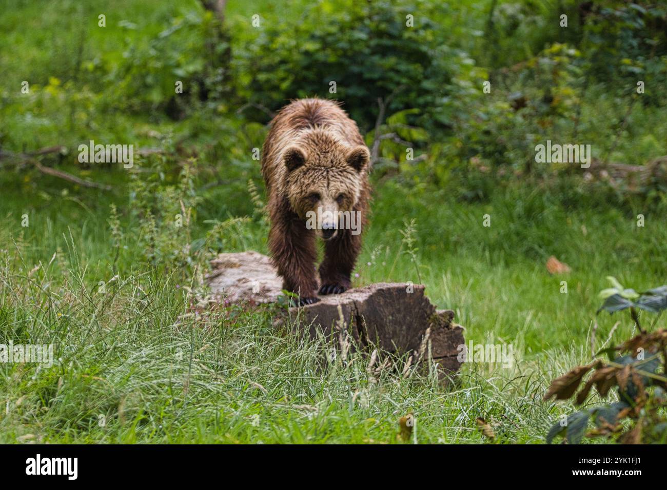 Brown bear (Ursus arctos) Bears are often seen as powerful and majestic ...