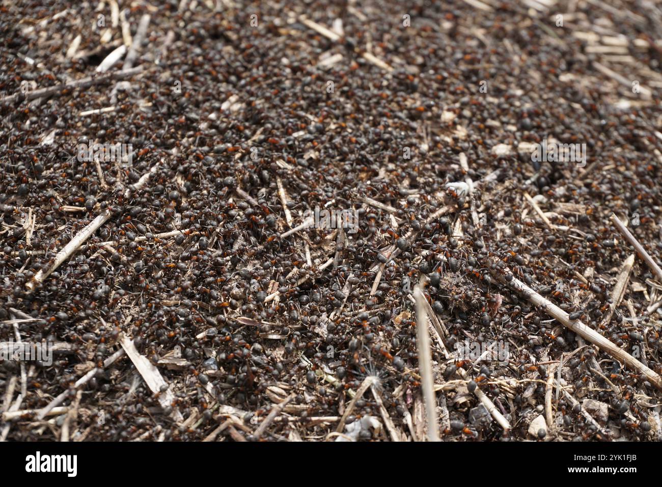 Tons of ants hi-res stock photography and images - Alamy