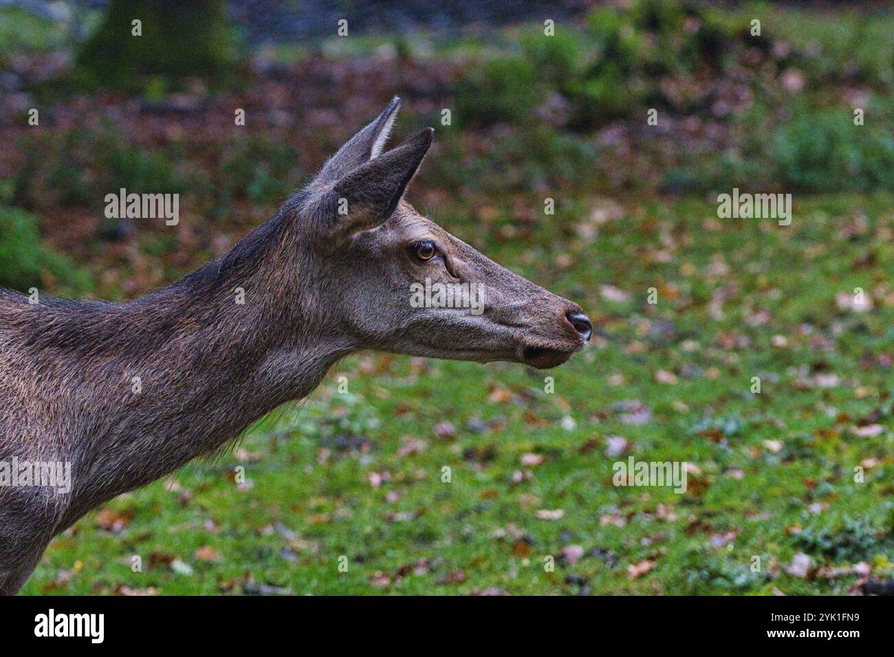Red deer hind - Female red deer - The red deer hind is a symbol of ...
