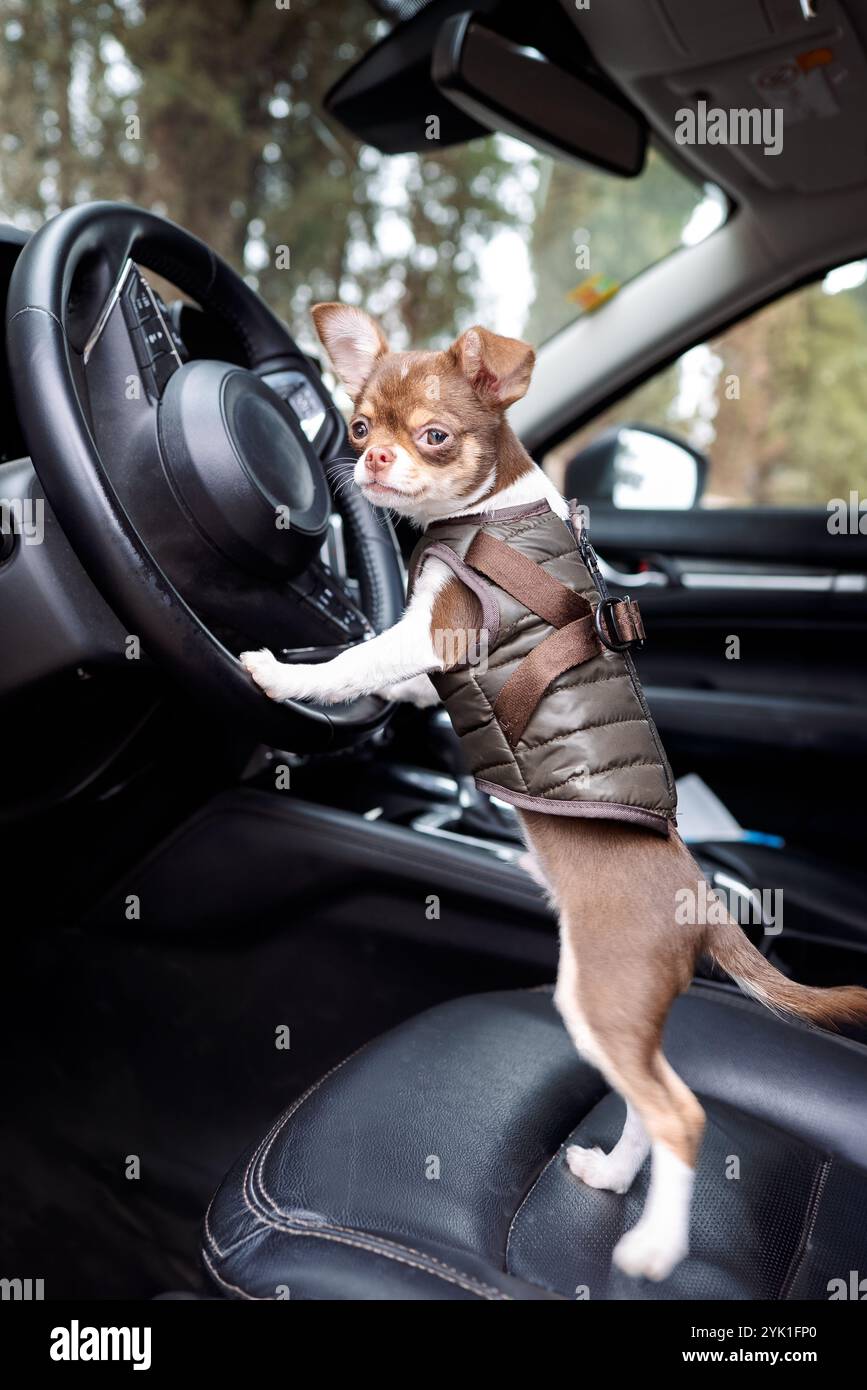 Small dog standing at steering wheel Stock Photo - Alamy