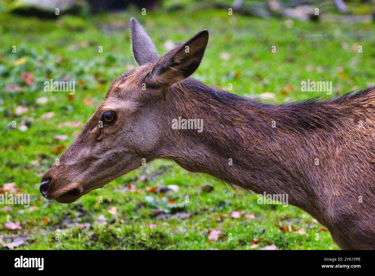 Red deer hind - Female red deer - The red deer hind is a symbol of ...