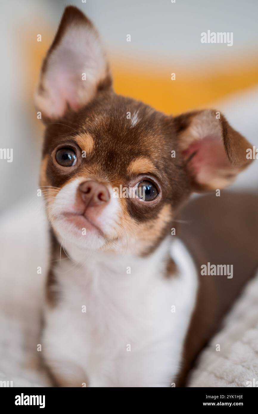 Face friendly cute adorable puppy hi-res stock photography and images ...