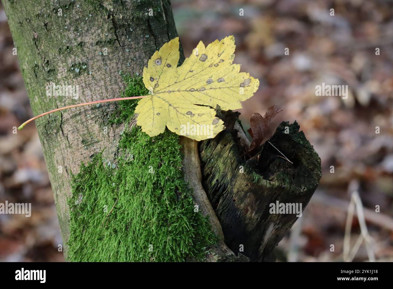 Stuck leaf hi-res stock photography and images - Alamy