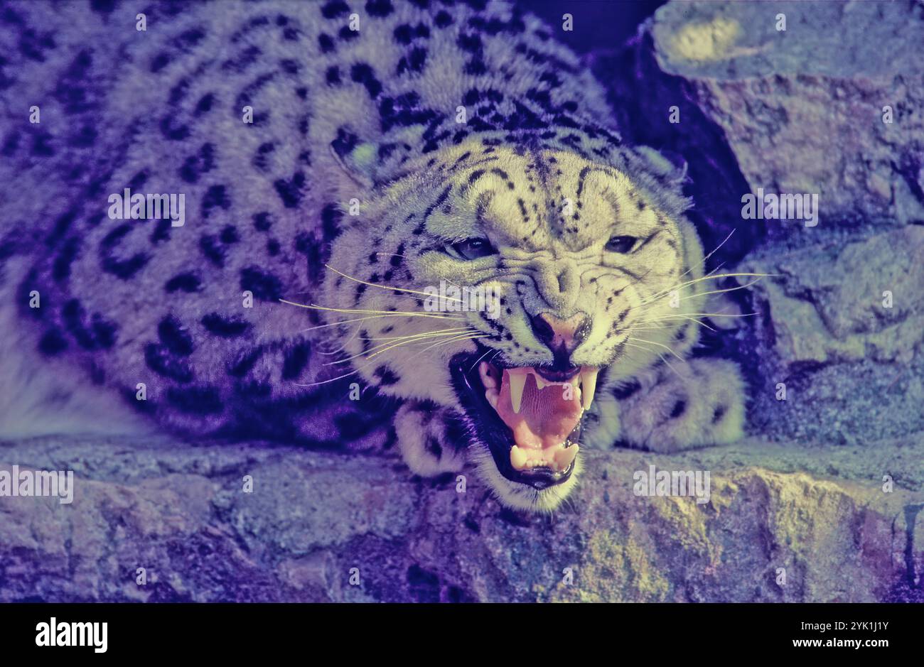 The snow leopard (Panthera uncia) is a species of large cat in the ...