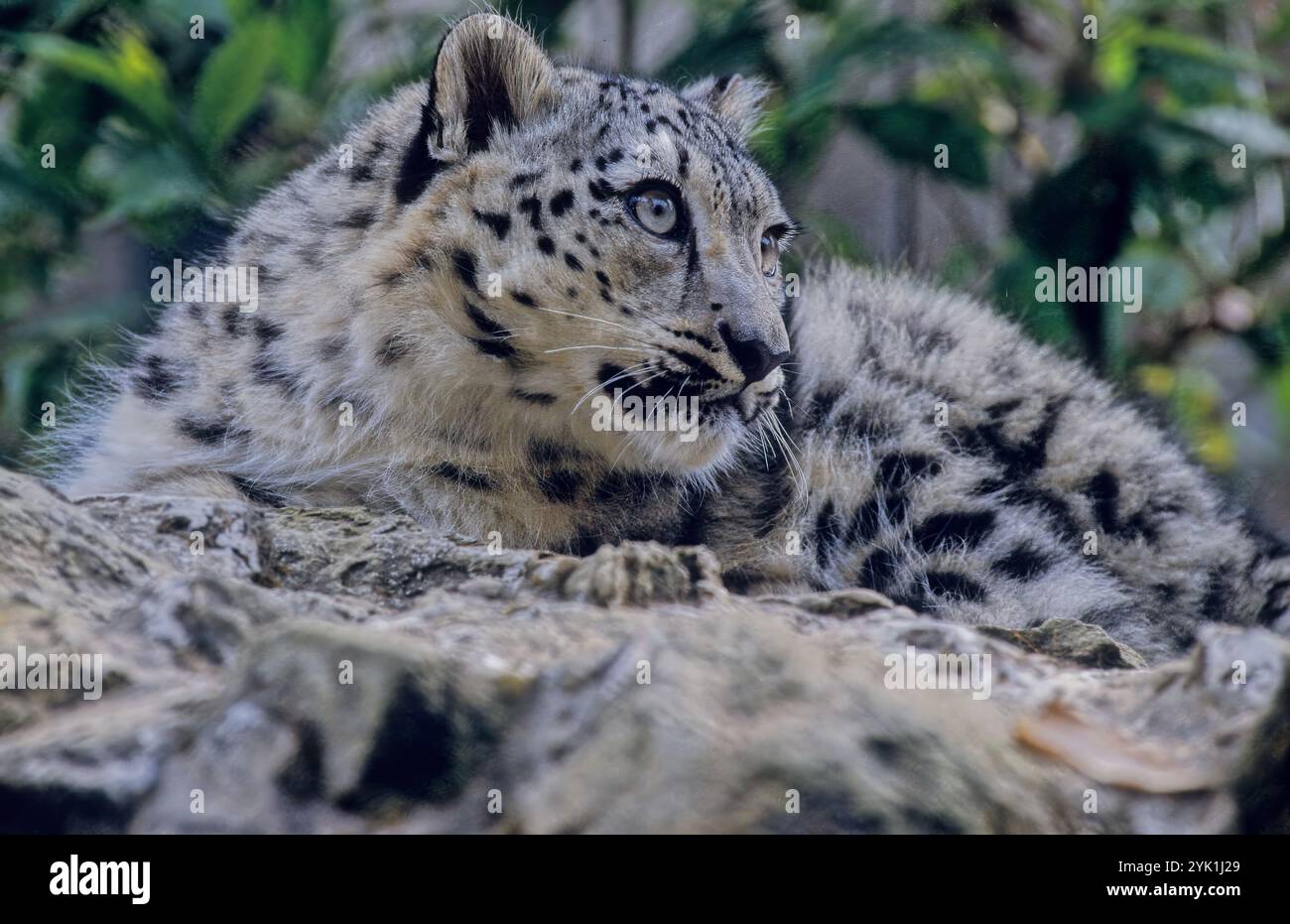 The snow leopard (Panthera uncia) is a species of large cat in the ...