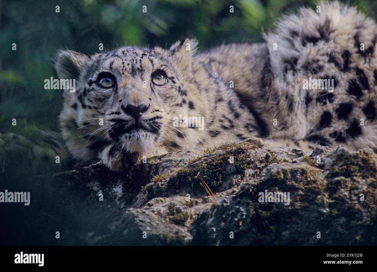 The snow leopard (Panthera uncia) is a species of large cat in the ...