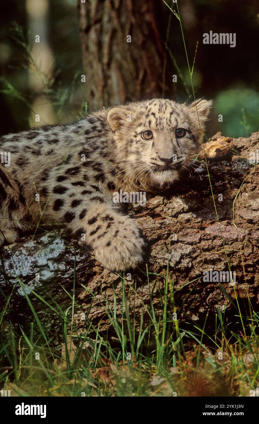 The snow leopard (Panthera uncia) is a species of large cat in the ...