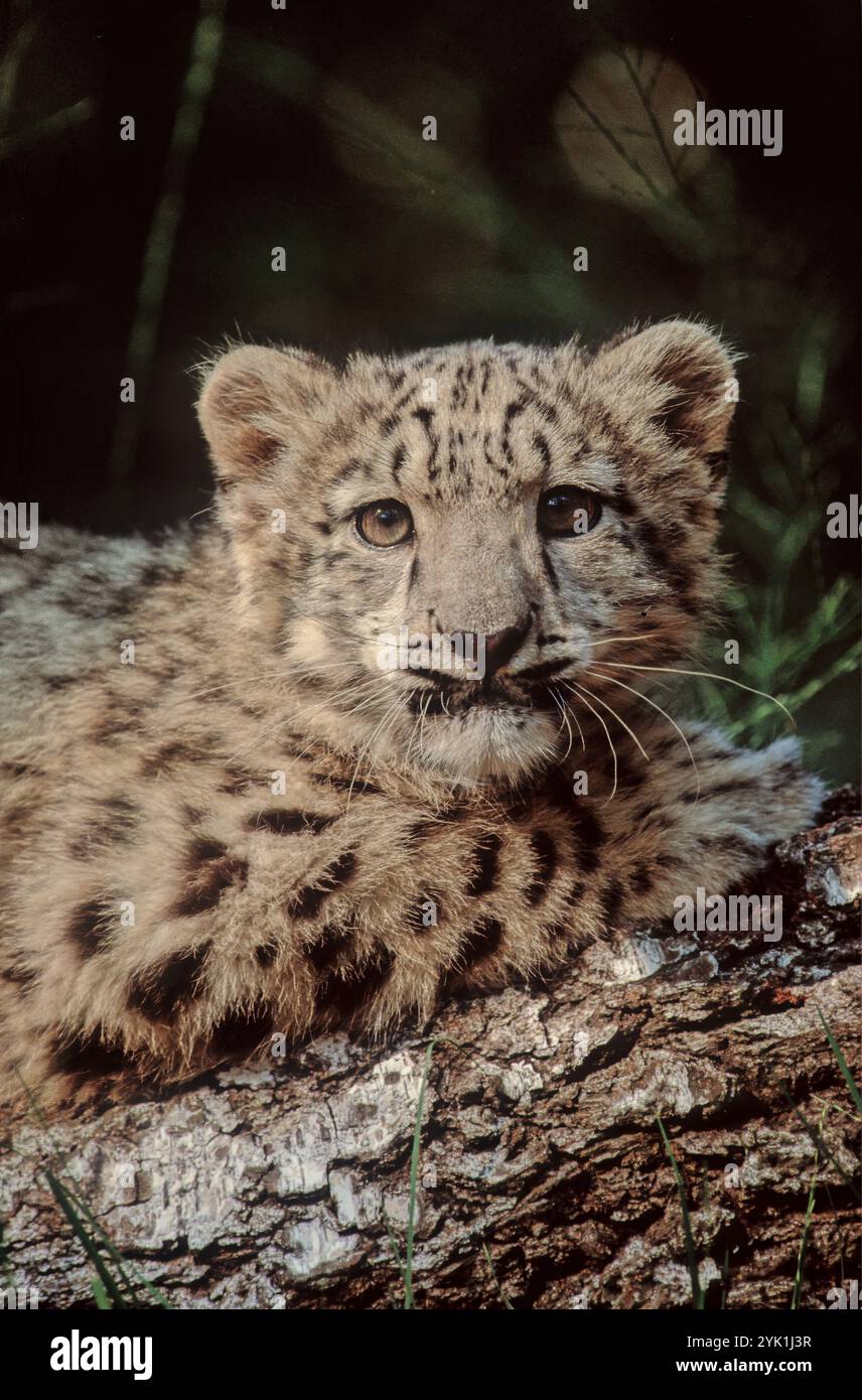 The snow leopard (Panthera uncia) is a species of large cat in the ...
