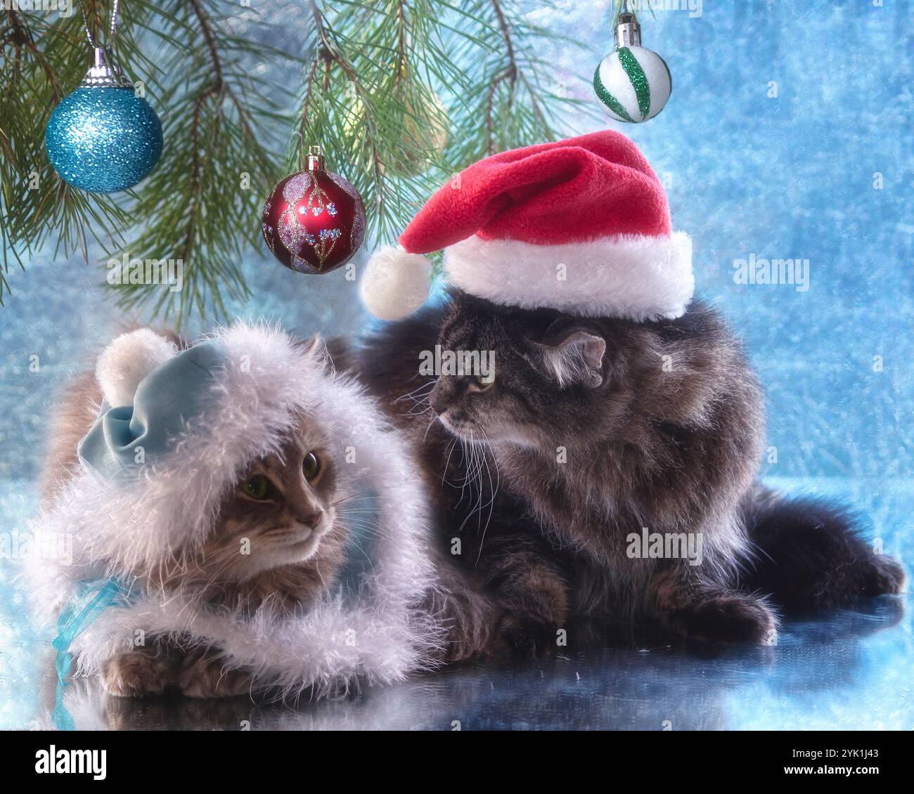Two cats under Christmas tree Stock Photo - Alamy