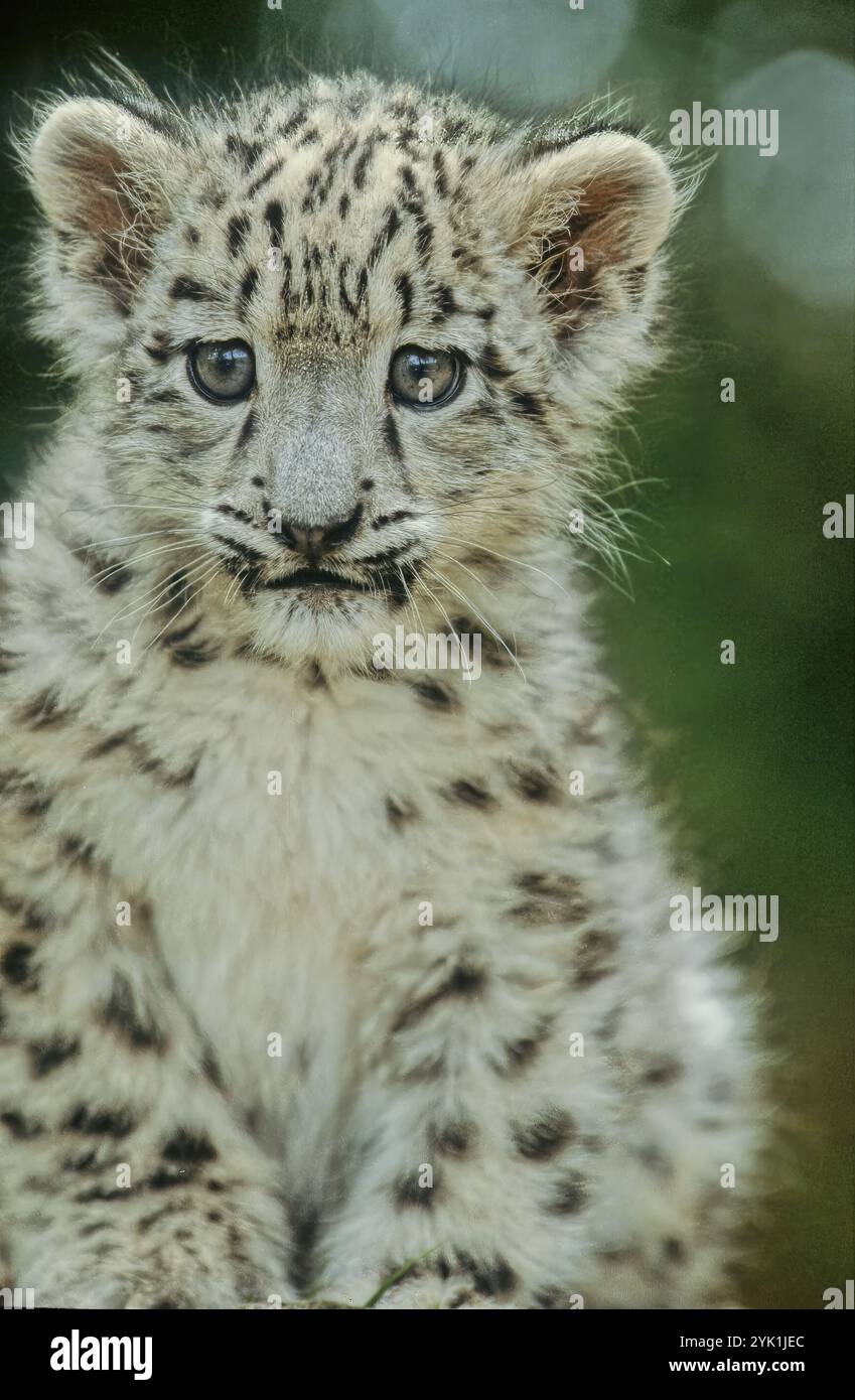 The snow leopard (Panthera uncia) is a species of large cat in the ...
