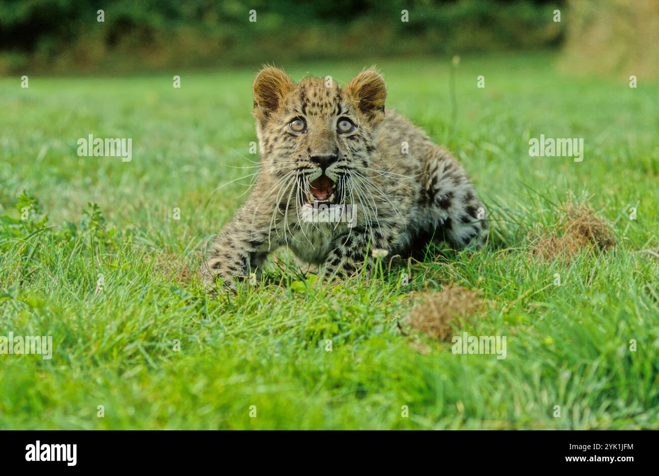 The Amur leopard (Panthera pardus orientalis) is a leopard subspecies ...