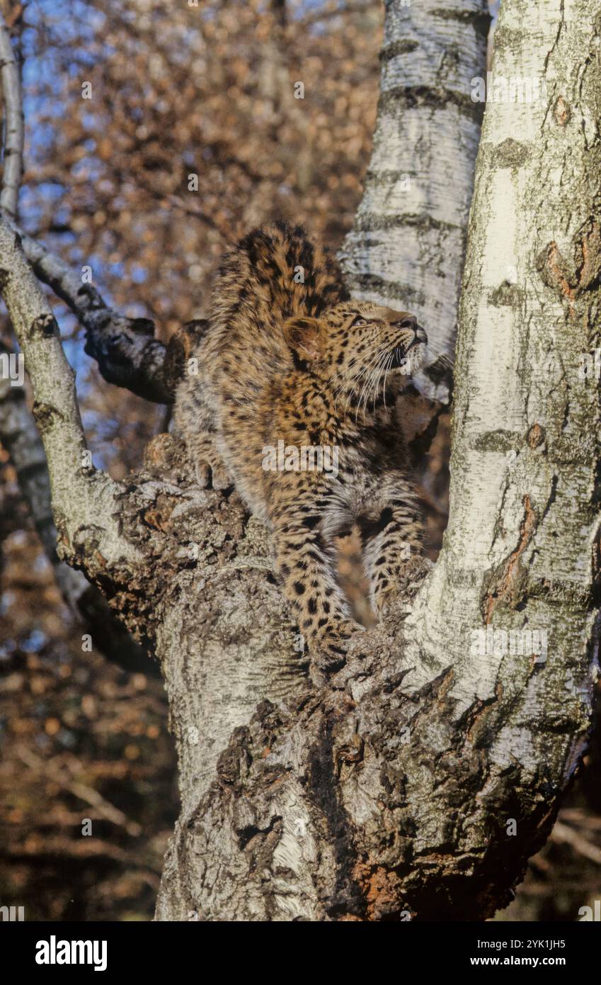 The Amur leopard (Panthera pardus orientalis) is a leopard subspecies ...
