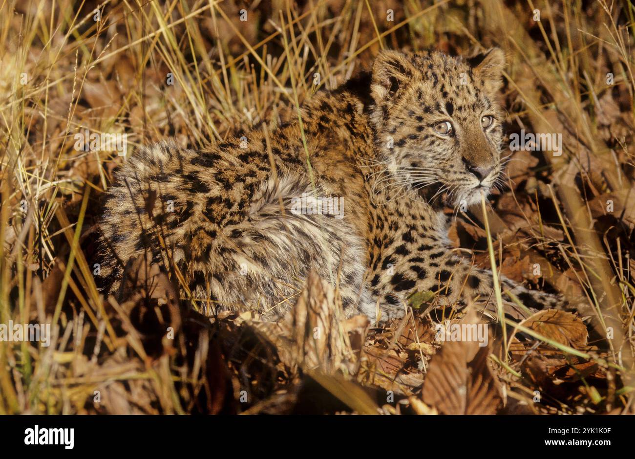 The Amur leopard (Panthera pardus orientalis) is a leopard subspecies ...