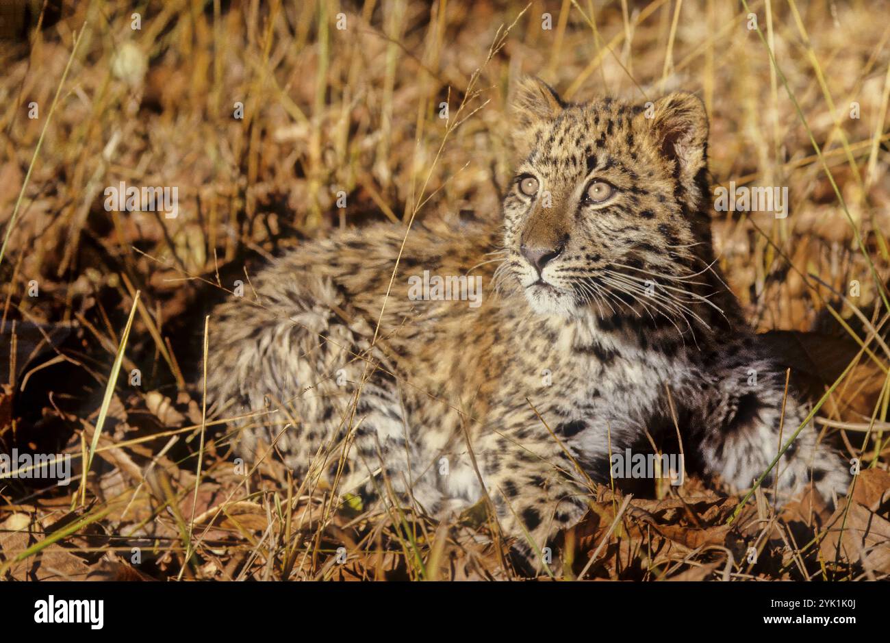 The Amur leopard (Panthera pardus orientalis) is a leopard subspecies ...