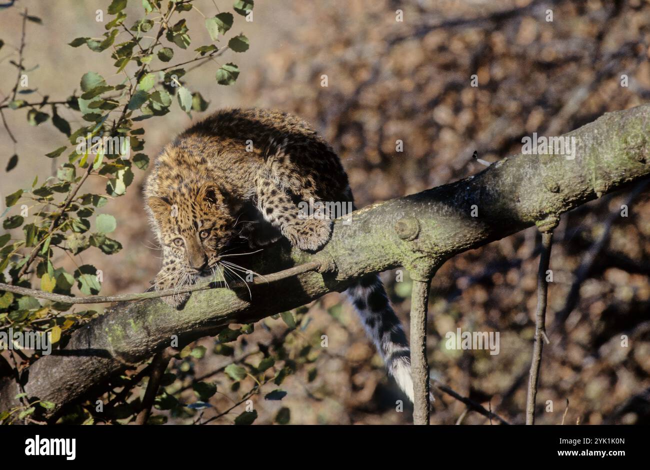 The Amur leopard (Panthera pardus orientalis) is a leopard subspecies ...