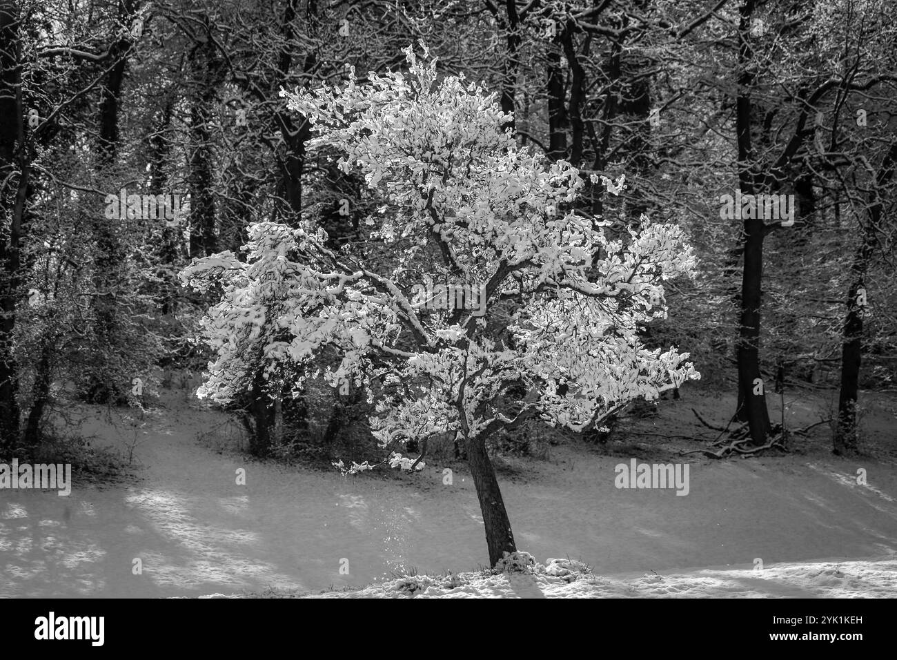Snow clad frosted tree Stock Photo - Alamy