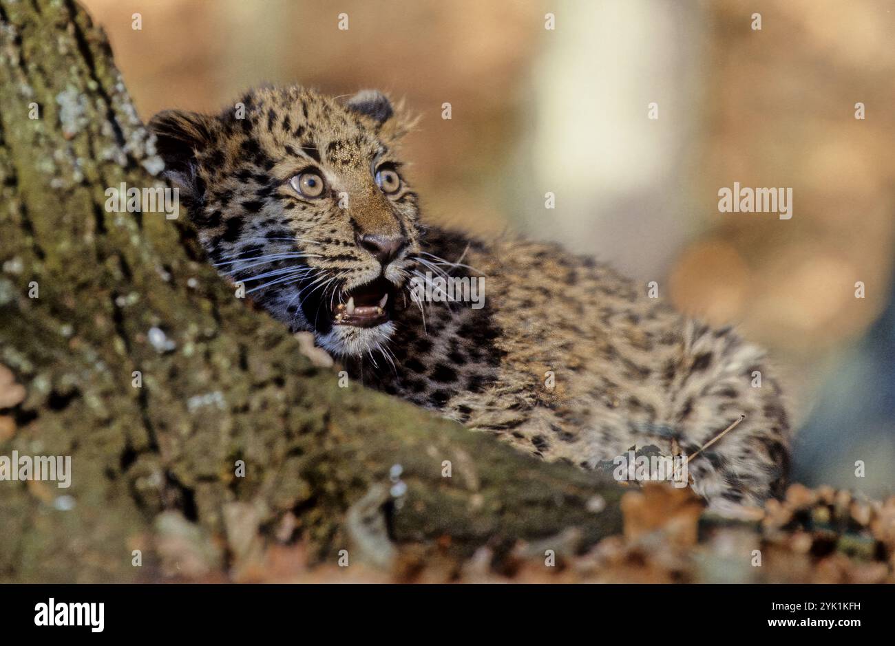 The Amur leopard (Panthera pardus orientalis) is a leopard subspecies ...