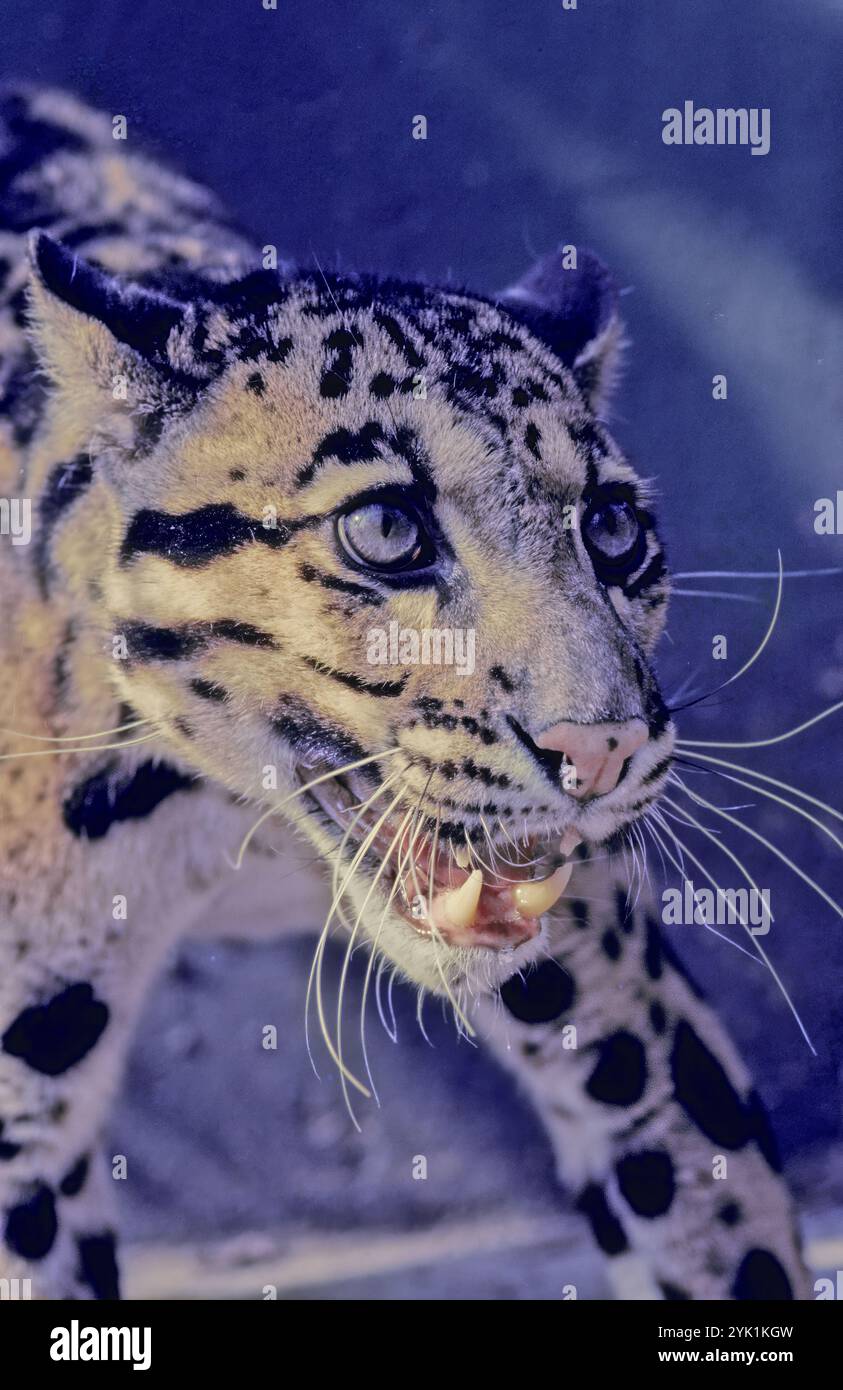 The clouded leopard (Neofelis nebulosa), also called mainland clouded ...