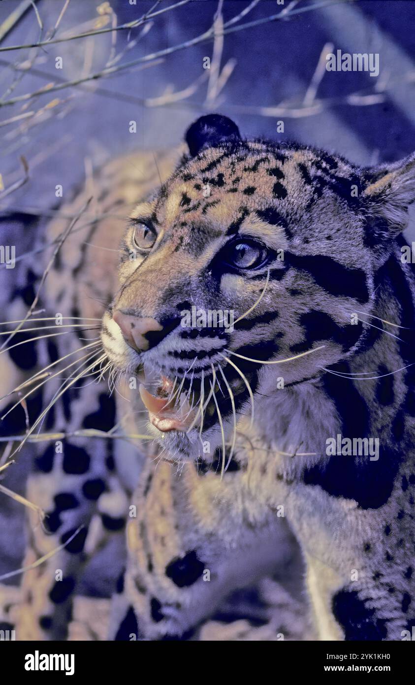 The clouded leopard (Neofelis nebulosa), also called mainland clouded ...