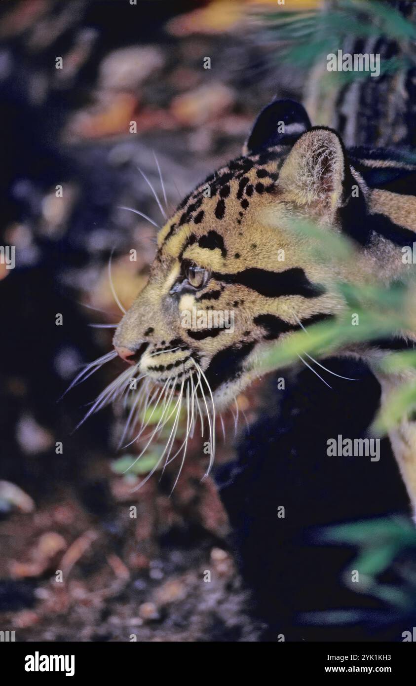 The clouded leopard (Neofelis nebulosa), also called mainland clouded ...