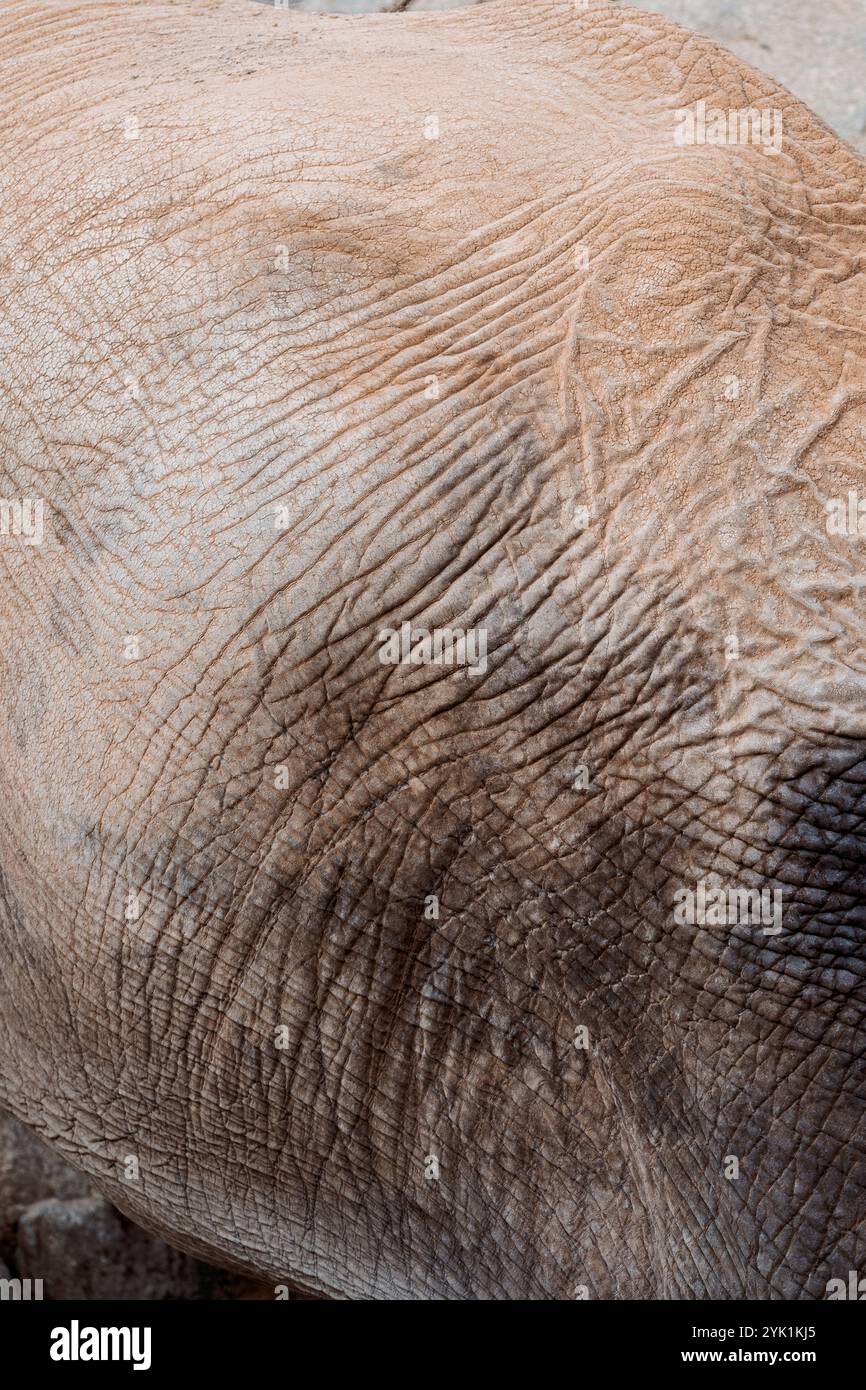 Detailed close up elephant hi-res stock photography and images - Alamy