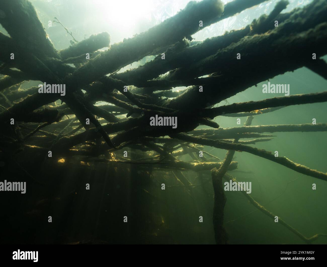 Pile of sunken tree trunks underwater in forest lake Stock Photo - Alamy